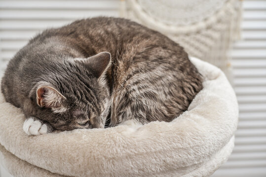 LAS 477,339 MEJORES IMÁGENES, FOTOS DE ARCHIVO Y VECTORES DE Tabby ...