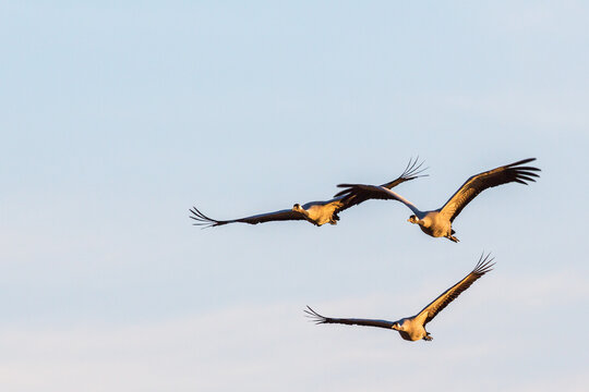 Schnacke Bilder – Durchsuchen 6,288 Archivfotos, Vektorgrafiken und ...