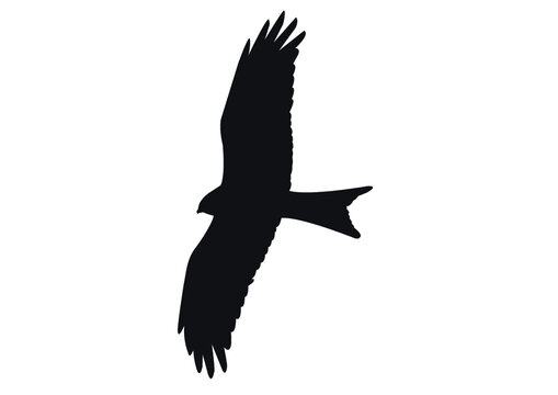 รูปภาพRotmilan – เลือกดูภาพถ่ายสต็อก เวกเตอร์ และวิดีโอ1,869 | Adobe Stock