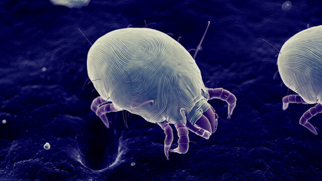 รูปภาพAcarian – เลือกดูภาพถ่ายสต็อก เวกเตอร์ และวิดีโอ9,876 | Adobe Stock