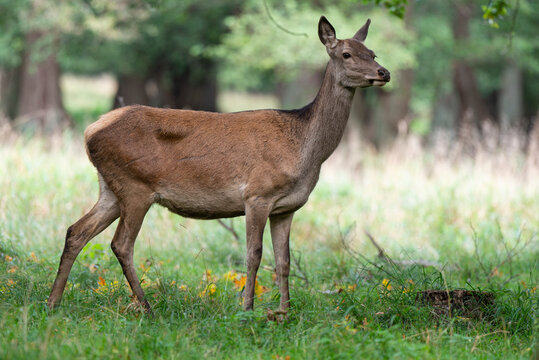 Biche Bilder – Durchsuchen 5,841 Archivfotos, Vektorgrafiken und Videos ...