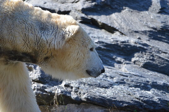 Hypercarnivorous Bilder – Durchsuchen 368 Archivfotos, Vektorgrafiken ...