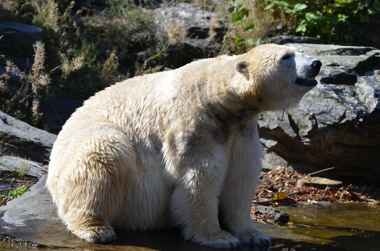 รูปภาพHypercarnivorous – เลือกดูภาพถ่ายสต็อก เวกเตอร์ และวิดีโอ407 ...