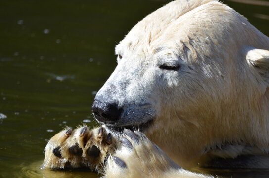 รูปภาพHypercarnivorous – เลือกดูภาพถ่ายสต็อก เวกเตอร์ และวิดีโอ368 ...