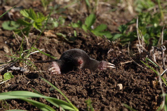 Imágenes de Talpa: descubre bancos de fotos, ilustraciones, vectores y ...