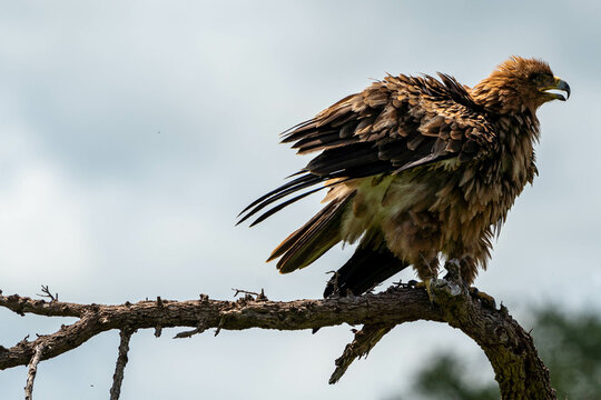 Vogelart bilder – Bläddra bland 6,615 stockfoton, vektorer och videor ...