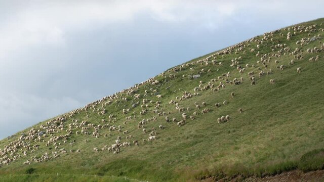 Ovine Video Footage – Browse 530 HD Stock Video and Footage | Adobe Stock