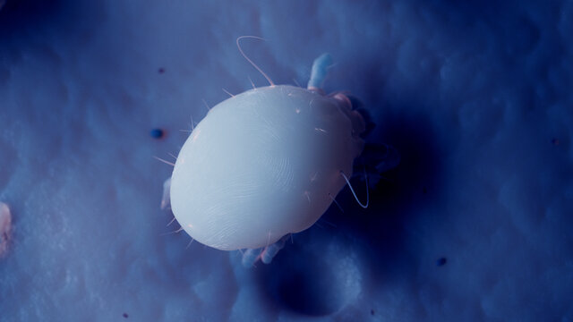 Imagens de Acarian – Explore Fotografias do Stock, Vetores e Vídeos de ...