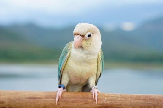 "Pineapple Conure" Images – Browse 527 Stock Photos, Vectors, and Video ...
