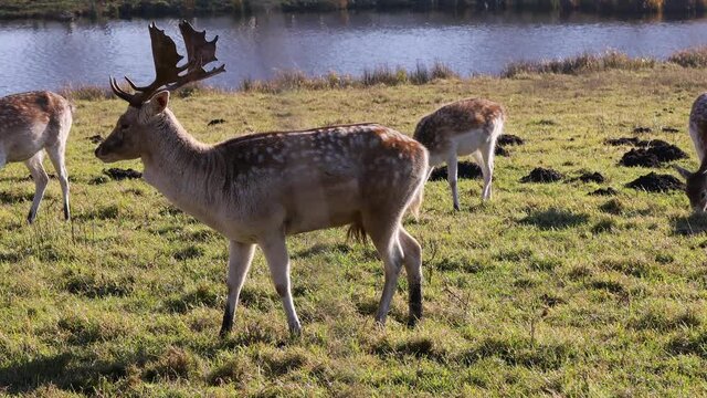 Dear Horns Images – Browse 5,827 Stock Photos, Vectors, and Video ...