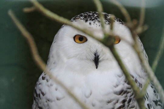 Roj Images – Browse 1,872 Stock Photos, Vectors, and Video | Adobe Stock