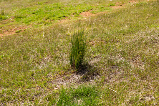 Imágenes de Ichu: descubre bancos de fotos, ilustraciones, vectores y ...