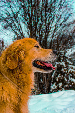 Chient Images – Browse 15 Stock Photos, Vectors, and Video | Adobe Stock