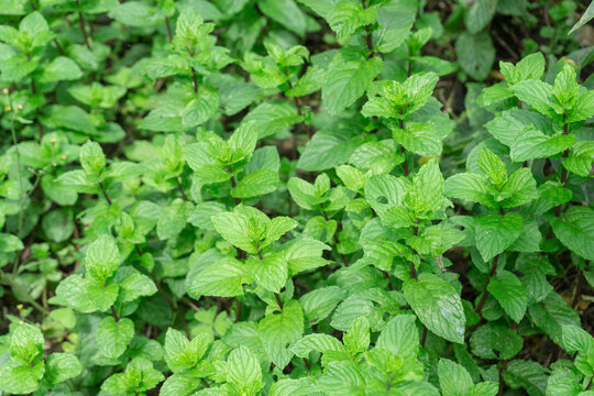 Granden Images – Browse 27 Stock Photos, Vectors, and Video | Adobe Stock