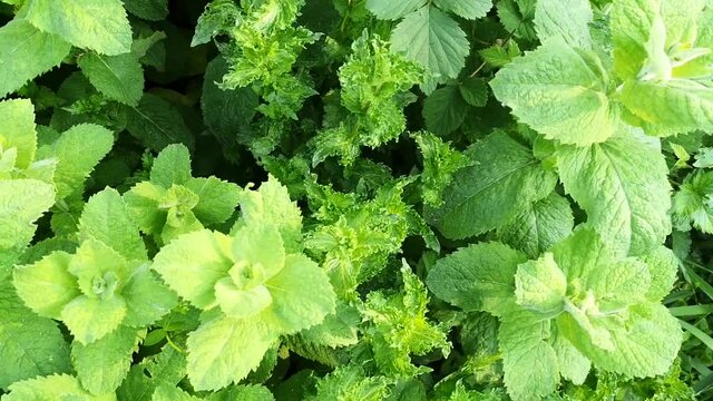 Iryna photos, images, assets | Adobe Stock