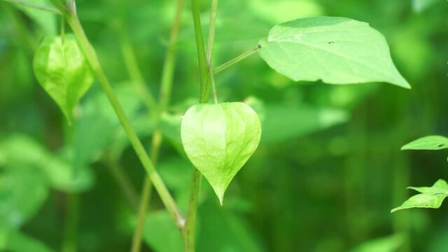 Ceplukan Images – Browse 133 Stock Photos, Vectors, and Video | Adobe Stock