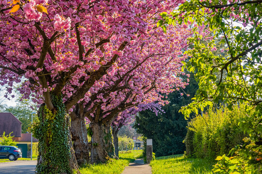 Kirsch 이미지 – 찾아보기 15,967 스톡 사진, 벡터 및 비디오 | Adobe Stock