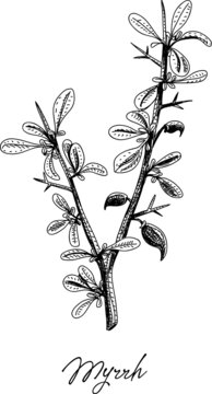 Myrrh Tree Drawing