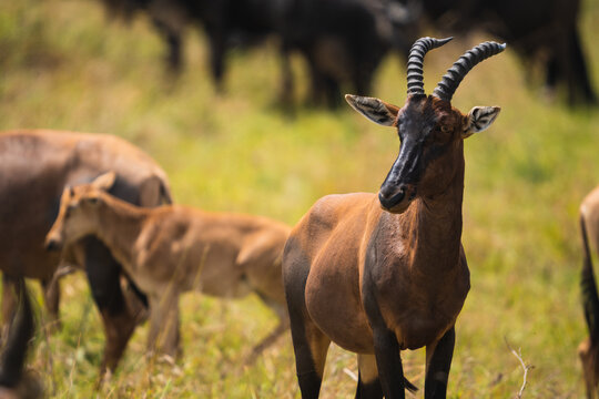 รูปภาพ"Wild – เลือกดูภาพถ่ายสต็อก เวกเตอร์ และวิดีโอ15,783,730 | Adobe ...