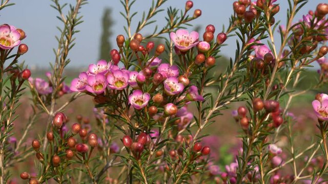 "Wax Flowers" Images – Browse 160 Stock Photos, Vectors, and Video ...