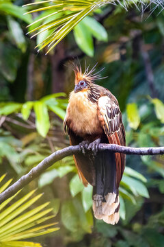 Stinkbird bilder – Bläddra bland 617 stockfoton, vektorer och videor ...