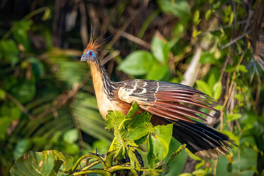 รูปภาพStinkbird – เลือกดูภาพถ่ายสต็อก เวกเตอร์ และวิดีโอ590 | Adobe Stock