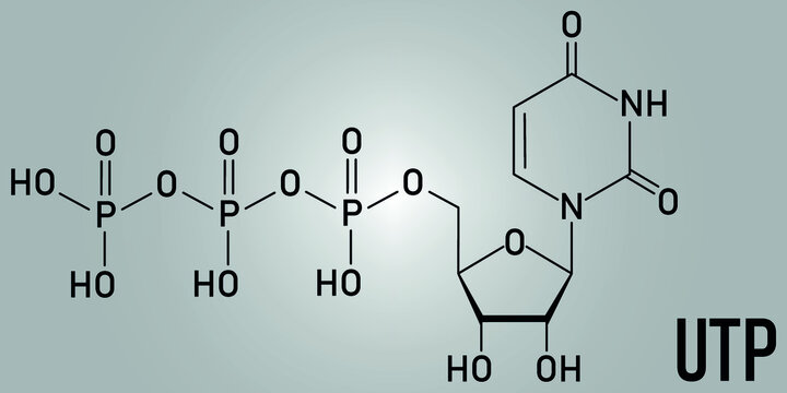 Uridinmonophosphat Bilder – Durchsuchen 55 Archivfotos, Vektorgrafiken ...