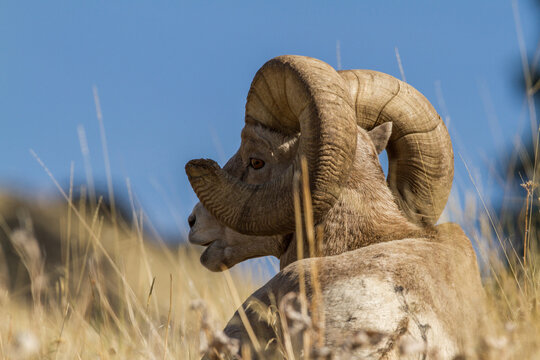 Cud Images – Parcourir 4,479 le catalogue de photos, vecteurs et vidéos ...