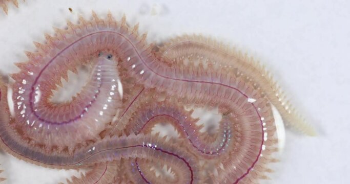 รูปภาพRagworm – เลือกดูภาพถ่ายสต็อก เวกเตอร์ และวิดีโอ255 | Adobe Stock