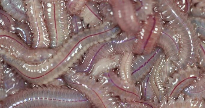 What Do Segmented Worms Eat