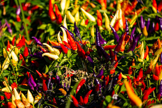 Imágenes de Scharfes: descubre bancos de fotos, ilustraciones, vectores ...