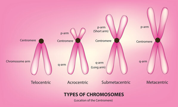 Acrocentric Images – Browse 87 Stock Photos, Vectors, and Video | Adobe ...