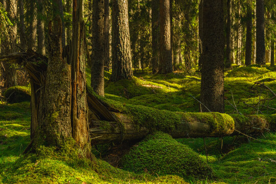 Free Forest Images – Browse 64,412 Free Stock Photos, Vectors, and ...