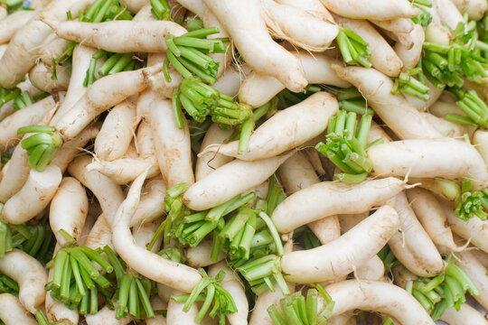 478 BEST Root-Crops IMAGES, STOCK PHOTOS & VECTORS | Adobe Stock