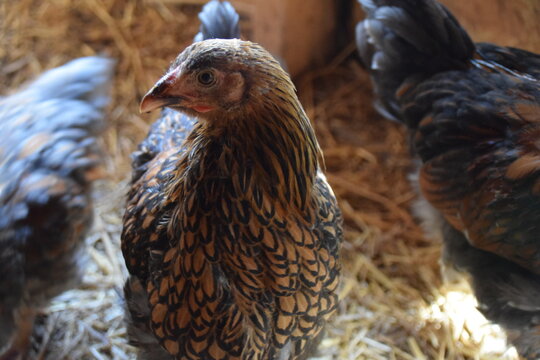 Stoic Bilder – Durchsuchen 4,708 Archivfotos, Vektorgrafiken und Videos ...