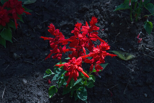 Mentheae Bilder – Durchsuchen 278 Archivfotos, Vektorgrafiken und ...