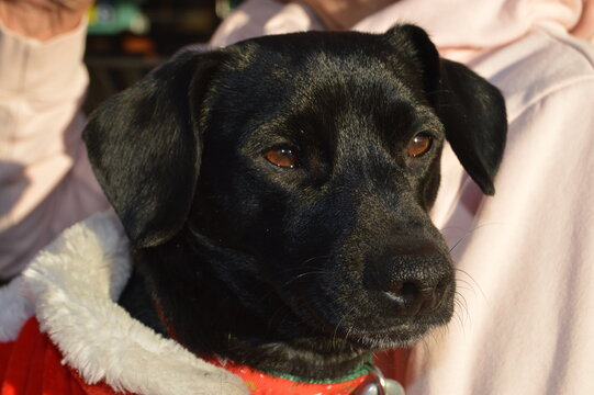 Dachshund Black Lab Mix