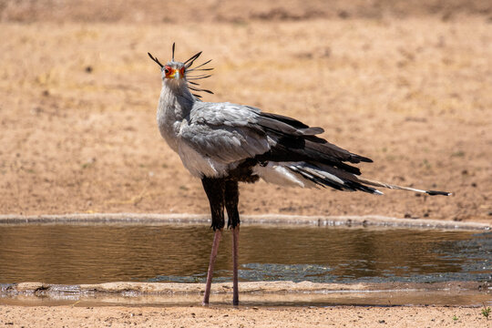 "Secretary Bird" Images – Browse 4,025 Stock Photos, Vectors, and Video ...