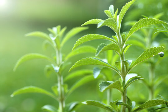 Green Stevia Images – HD & 4K Photos Free to Download | PikWizard