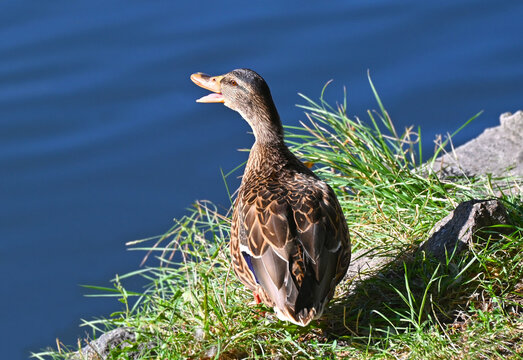 Natatorial Bilder – Durchsuchen 1,682 Archivfotos, Vektorgrafiken und ...