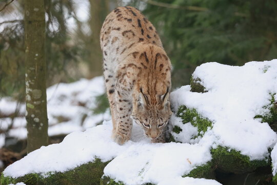 Pantherinae Bilder – Durchsuchen 15,306 Archivfotos, Vektorgrafiken und ...