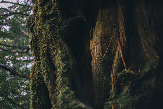 Subtropen Bilder – Durchsuchen 23,990 Archivfotos, Vektorgrafiken und ...