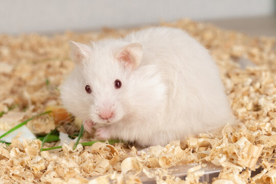 Hamsterbacken Bilder – Durchsuchen 1,634 Archivfotos, Vektorgrafiken ...