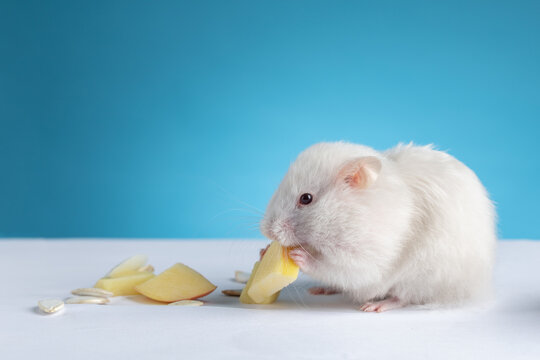 Hamsterbacken Bilder – Durchsuchen 1,634 Archivfotos, Vektorgrafiken ...