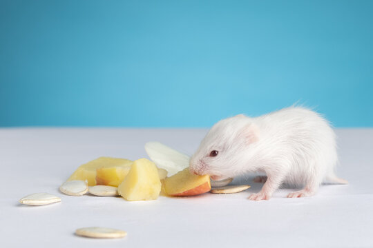 Hamsterbacken Bilder – Durchsuchen 1,634 Archivfotos, Vektorgrafiken ...