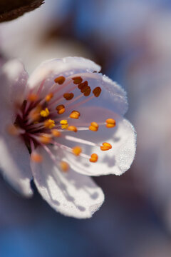 รูปภาพMirabellenbaum – เลือกดูภาพถ่ายสต็อก เวกเตอร์ และวิดีโอ219 ...