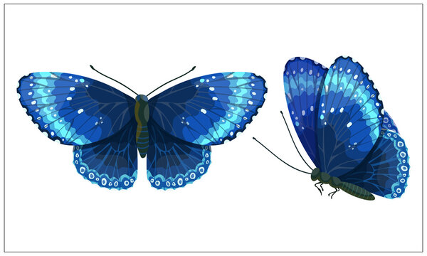 Blue Butterfly Emerging From Cocoon