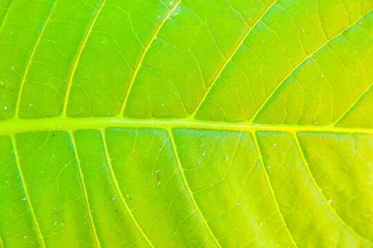 "Green Leaf Texture" Images – Browse 327 Stock Photos, Vectors, and ...