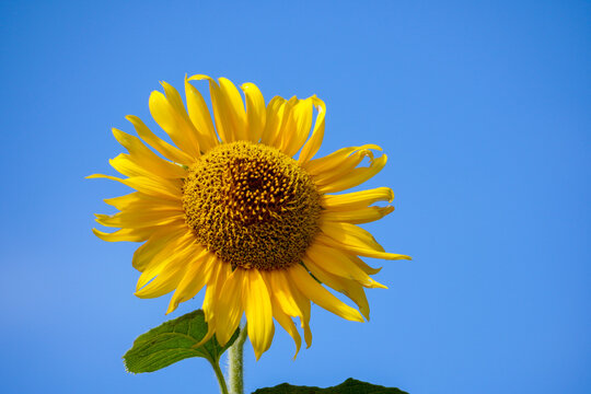 Yunus Malik photos, images, assets | Adobe Stock