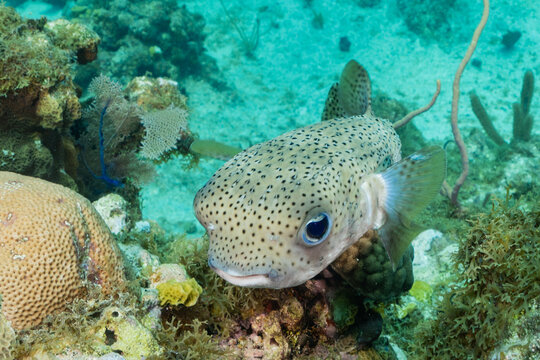 รูปภาพPorcupinefish – เลือกดูภาพถ่ายสต็อก เวกเตอร์ และวิดีโอ2,430 ...